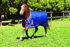 Top 10 Best Horse Rain Sheets 2018 – Best Horse Blankets